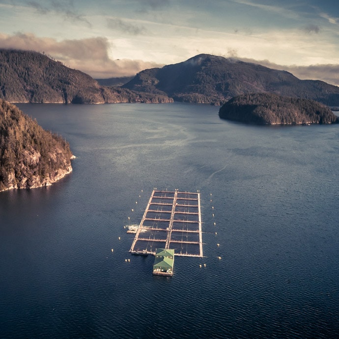 Bringing Back Farmed Salmon | Bi-Rite